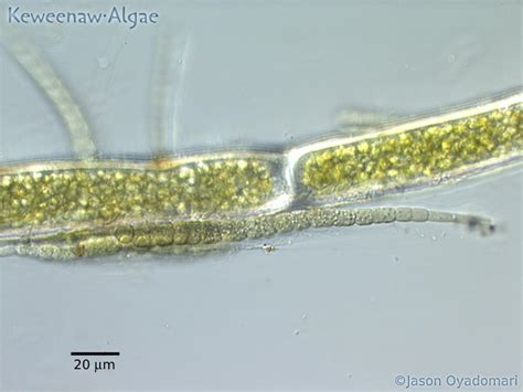 Cyanobacteria Gallery 2