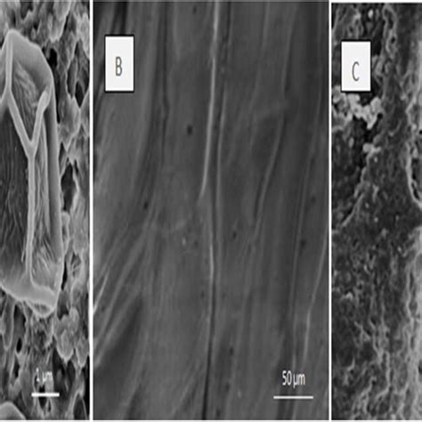a sem of c pyrenoidosa cells b sem of luffa cylindrica fiber c sem of