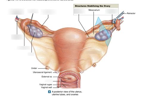 Reproductive Anatomy: Female ii Diagram | Quizlet