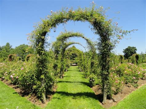 7 Best Trellis For Jasmine 2021 Reviewed Farmtilling