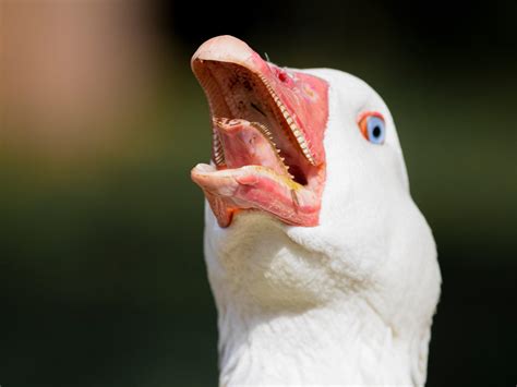Whats The Difference Between A Goose And A Duck