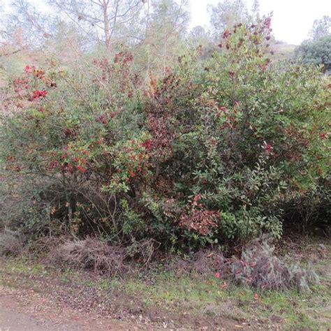 32 1 Phytophthora Taxon Raspberry Was Recovered From A Soil Sample