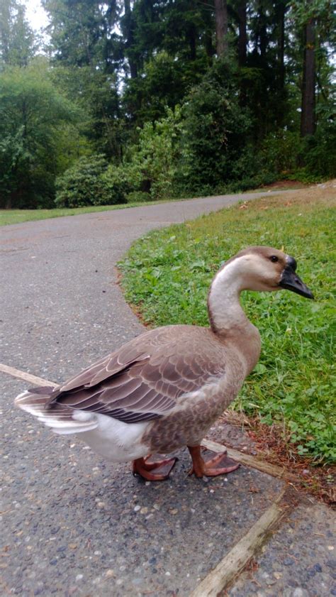 Goose Identification Help Needed Gender And Breed Backyard