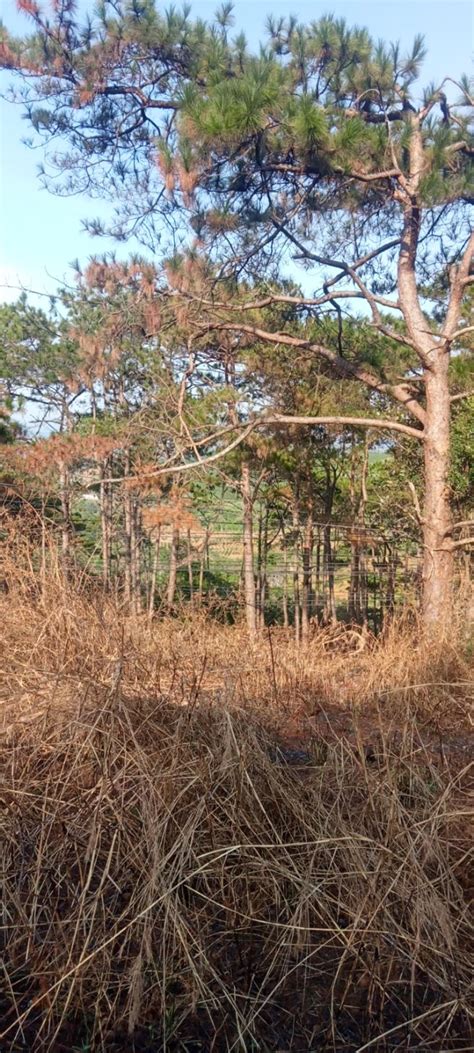 Công Nhân Cho Chubuh Iale