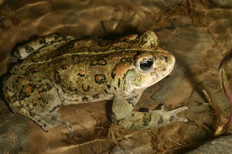 Western Toad Nevada Department Of Wildlife