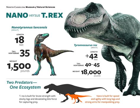 Nanotyrannus Confirmed Dueling Dinosaurs Fossil Rewrites The Story Of