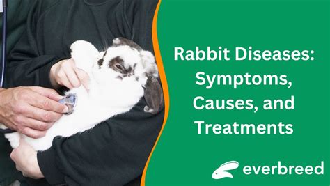 Rabbit Diseases Symptoms Causes And Treatments Everbreed