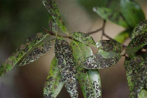 Фунгицид Фундазол: описание и инструкция по применению