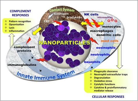 Get To Know Us Perspectives On Complement And Phagocytic Cell