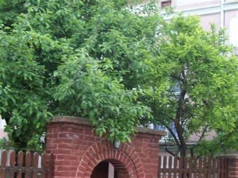 Selo Rajac Negotin Smeštaj Apartmani Selo Rajac Negotin