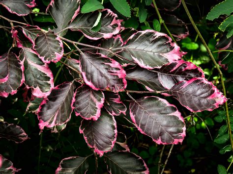 Tri Color Beech Trees For Sale Online The Tree Center™