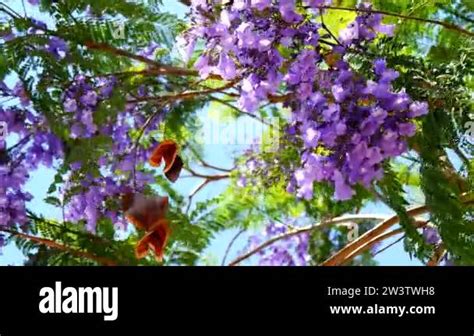 Jacaranda Acutifolia Stock Videos And Footage Hd And 4k Video Clips Alamy
