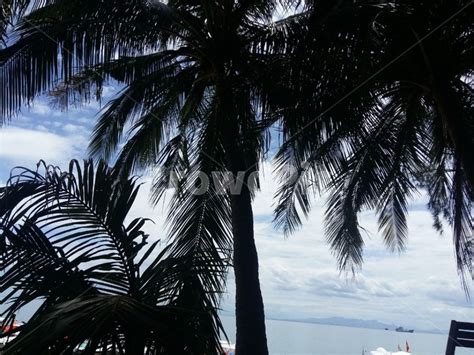 베트남 바다가 섬 야자수 다낭 사진이미지일러스트캘리그라피 Nemforhsghwns작가