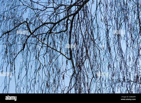Low Angle Shot Of The Leafless Branches Of A Beautiful Willow Tree Under The Clear Blue Sky