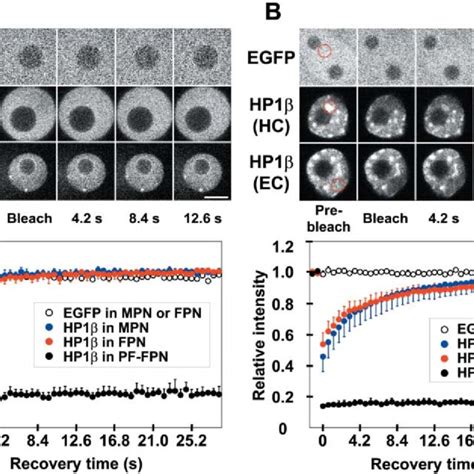 Mobility Of Egfp Hp1β In The Pronuclei Of 1 Cell And 4 Cell Embryos
