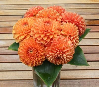 Crosspollination Orange Dahlias Made The Day