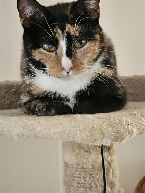 Queen Ruby R Calicokittys