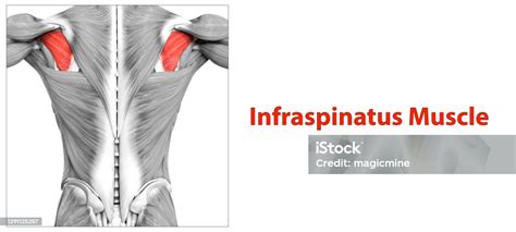 Human Muscular System Torso Muscles Infraspinatus Muscle Anatomy Stock