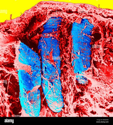 Crypts Of Lieberkuhn Diagram