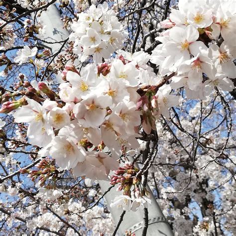 Языковая школа в Японии — какие вопросы стоит задать себе перед поездкой By The Book Thief