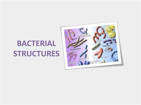 Microbiology Curriculum For Braider Practitioners Ppt