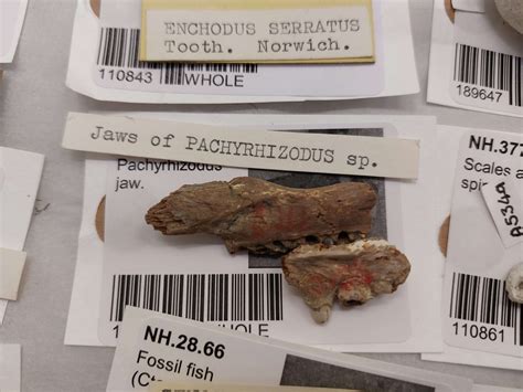 Nature Love Fossil Project Horniman Museum And Gardens