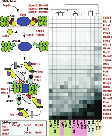 Increased Mammary Cell Proliferation Is Associated With Partial
