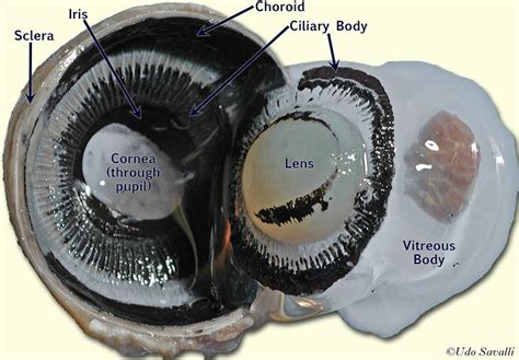 Cow Eye Dissection Lab Worksheet At Samantha Tomlinson Blog