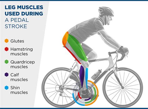 Which Muscles Are Used In Cycling Tanitaeu Tanita Europe