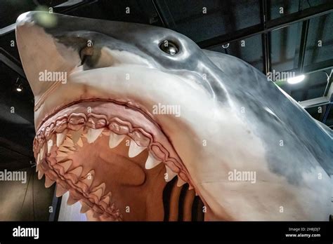 Predator X Vs Megalodon