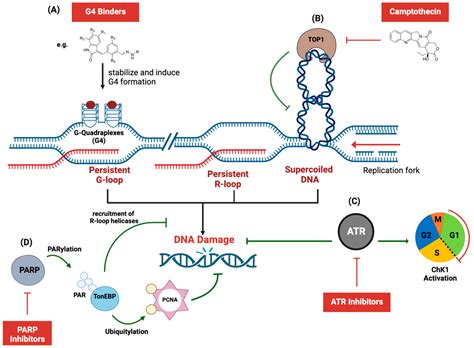 R Loops And R Loop Binding Proteins In Cancer Progression And Drug Resistance