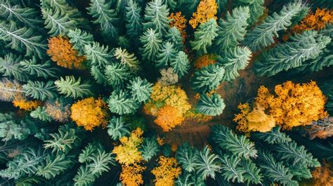 19000 Trees Mix Pictures