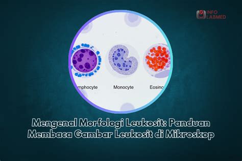 Mengenal Morfologi Leukosit Panduan Membaca Gambar Leukosit Di Mikroskop