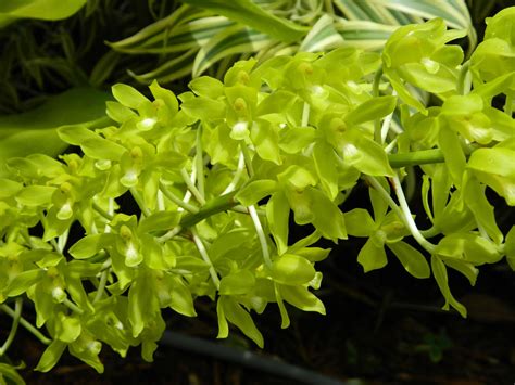 Grammatophyllum Scriptum Vcit Photo By Jambajungle On Garden Showcase