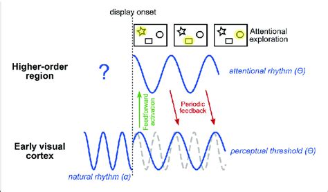 Tentative Model Of Rhythmic Attentional Exploration The Early Visual Download Scientific