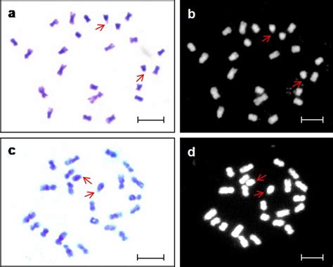 A D Giemsa And Dapi Stained Somatic Metaphase Plates Of Two Diploid