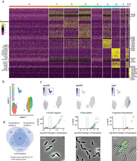 Scrna Seq Analysis Reveals Known And Novel States In B Subtilis 158 A Download Scientific
