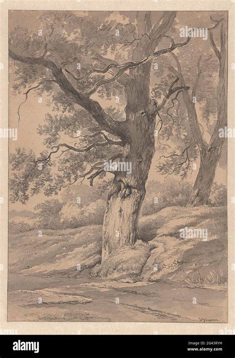 Tree Study Stock Photo Alamy