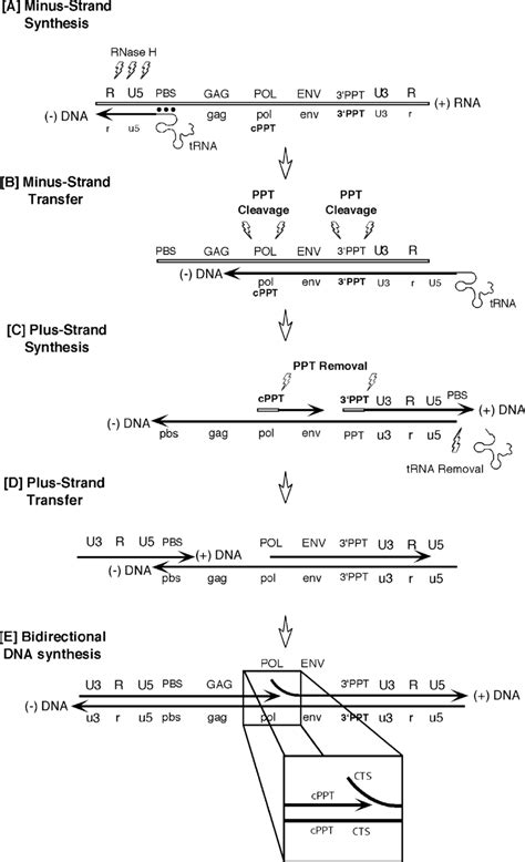 Schematic Depicting Hiv 1 Reverse Transcription 3 And Cppt Processing Download Scientific