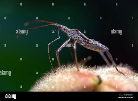 Close Up Of Assassin Bug Species On Magnolia Seed Pod Penrose Near