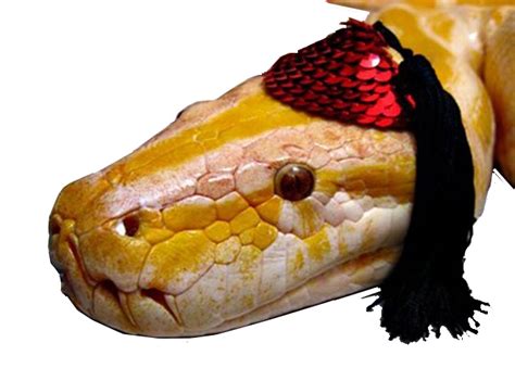 Cool Api Python Scripts Tutorial Australia