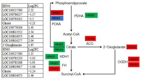 Transcriptomic And Metabolomic Analysis Of Seedling Stage Soybean