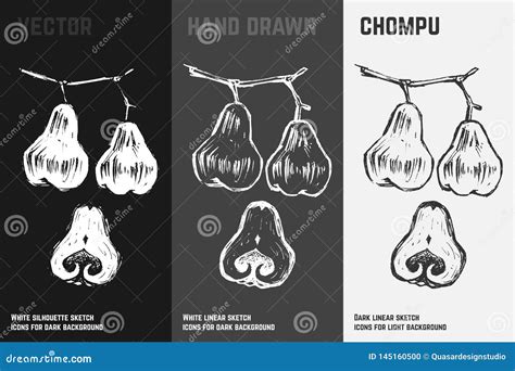 Hand Drawn Chompu Fruits Sketch Vector Set 145160500