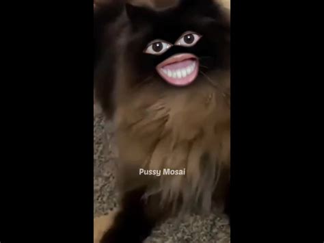 পোদ ফেটে অকাল মৃত্যু হয়ে যাবে 😾 পোদ ফেটে অকাল মৃত্যু হয়ে যাবে 😾 By Pussy মশাই