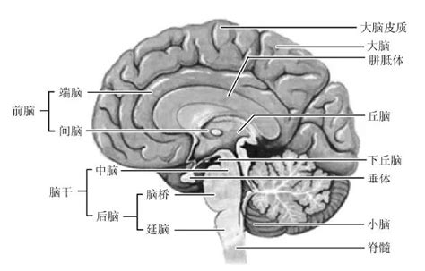 科学网—人体的奇特功能丨令人惊奇的大脑 科学出版社的博文