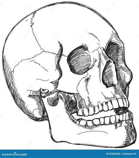 Skull Sketch Stock Vector Illustration Of Sketch Spooky 22858248