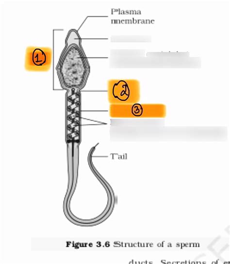 Structure Of Sperm Diagram Quizlet