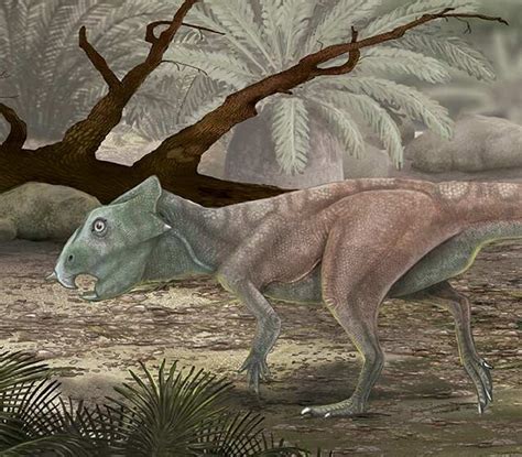Aquilops Discover More About This Dinosaur Dinosaurland