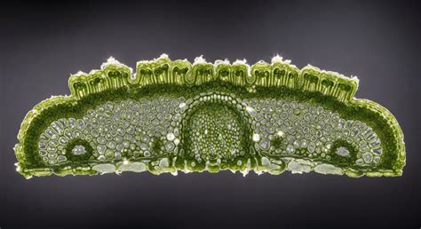 Microscopic Cross Section Of Leaf Detailed Cellular Structure Green