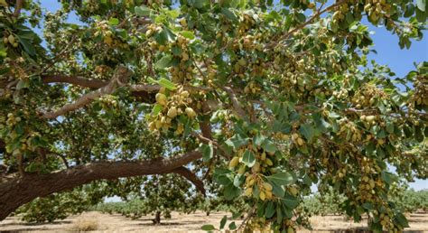 How Pistachios Grow And What Makes Them Unique Seed Sheets